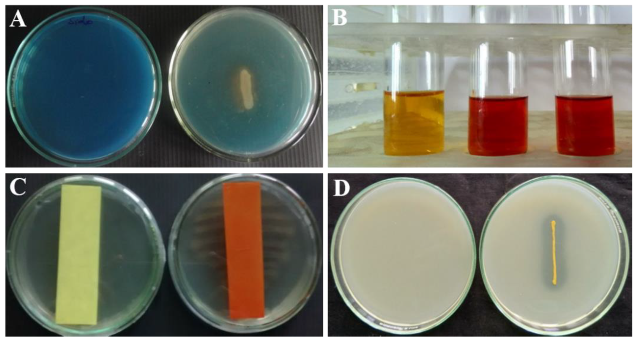 Pseudomonas Fluorescens Biochemical Tests