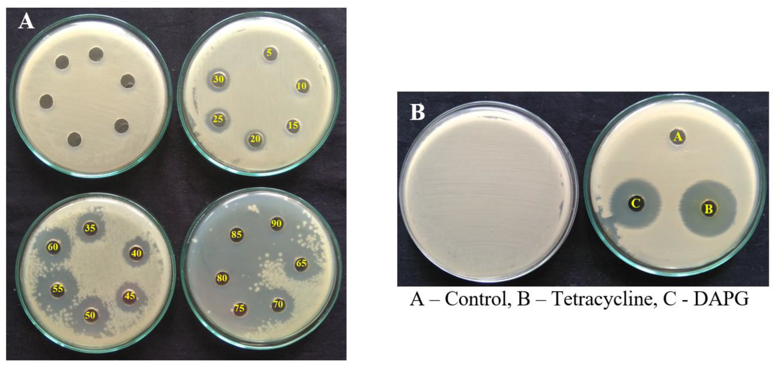 Characterization and Assessment of 2, 4-Diacetylphloroglucinol (DAPG ...