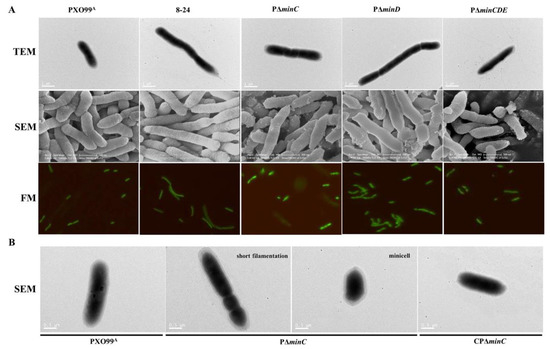 The MinCDE Cell Division System Participates in the Regulation of Type ...