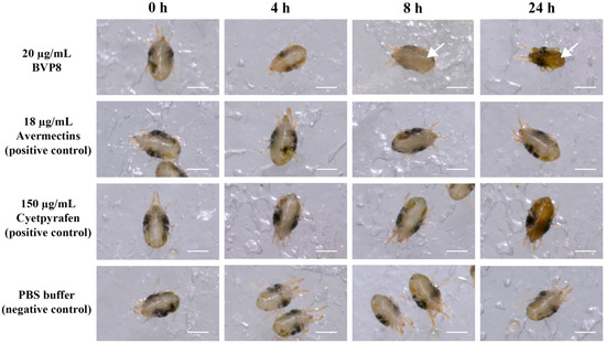 Acaricidal Activity and Field Efficacy Analysis of the Potential ...