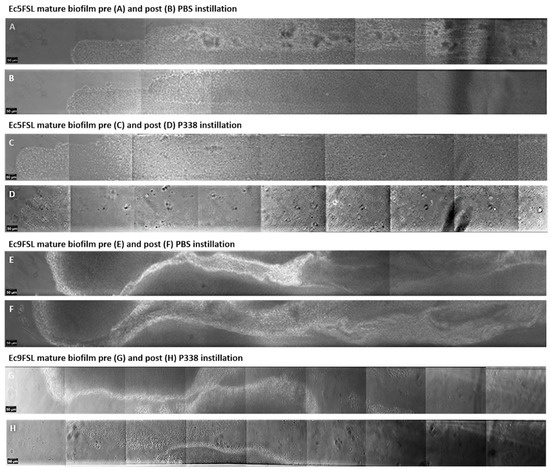 The Multifunctional Role of Poloxamer P338 as a Biofilm Disrupter and ...