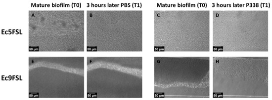 The Multifunctional Role of Poloxamer P338 as a Biofilm Disrupter and ...
