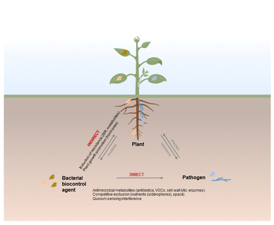 Microorganisms | Free Full-Text | Bacteria as Biological Control Agents ...