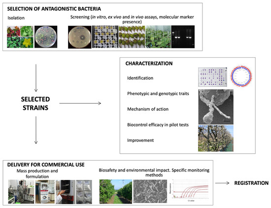 Bacteria as Biological Control Agents of Plant Diseases