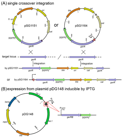Genomic versus Plasmid-Borne Expression of Germinant Receptor Proteins ...