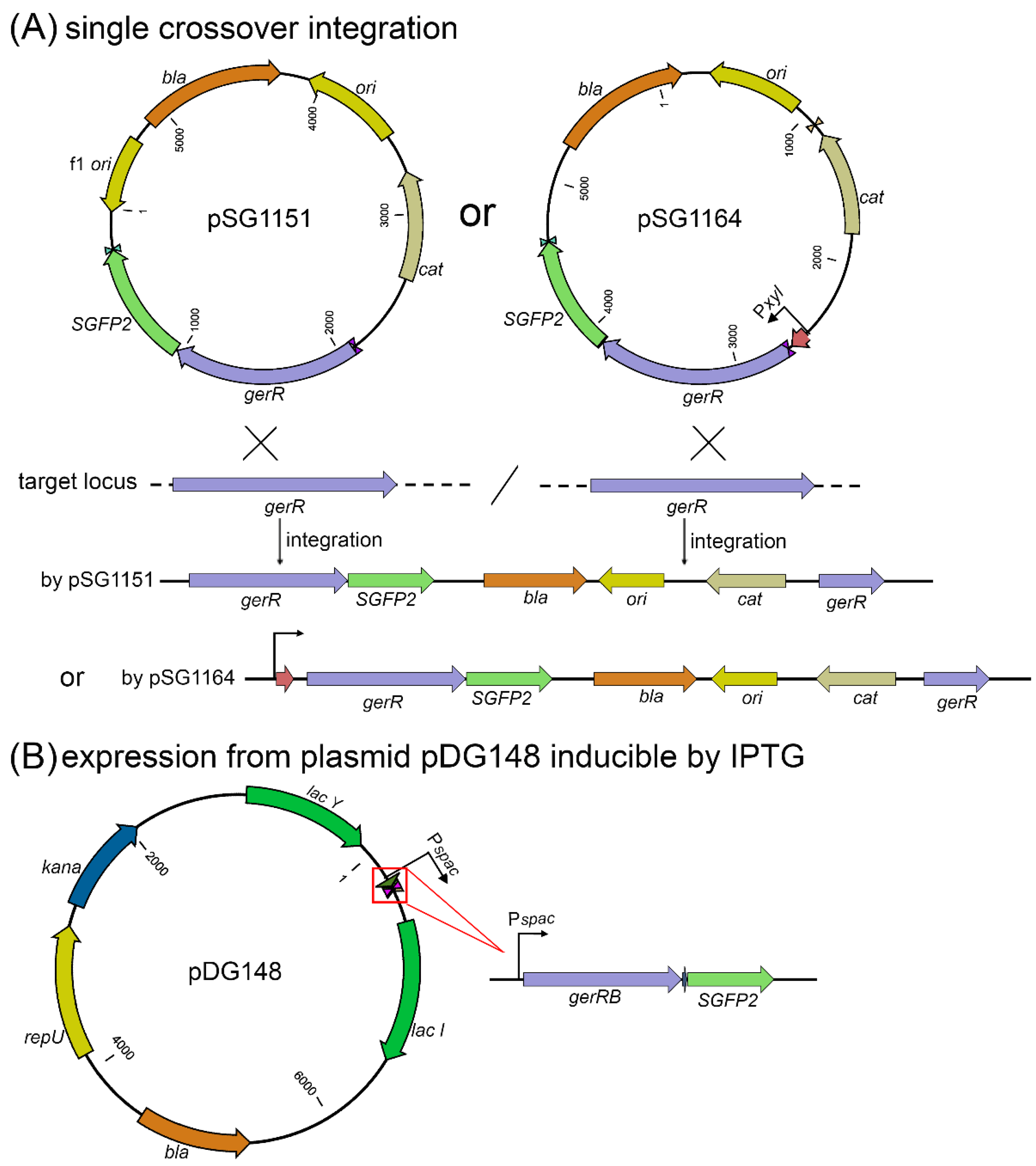 Genomic versus Plasmid-Borne Expression of Germinant Receptor Proteins ...