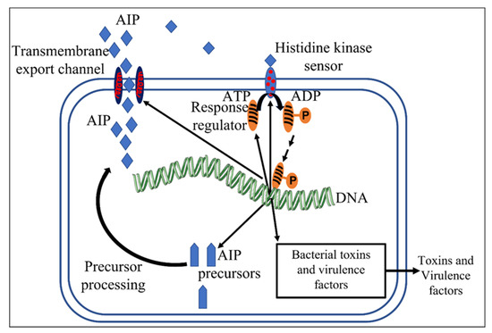 Quorum Sensing and Quorum Quenching with a Focus on Cariogenic and ...