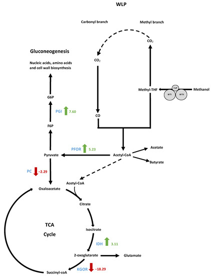 Genome Sequence of Eubacterium limosum B2 and Evolution for Growth on a ...