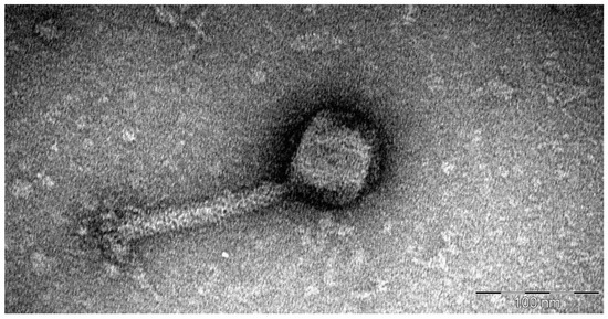 Morganella Phage Mecenats66 Utilizes an Evolutionarily Distinct Subtype ...