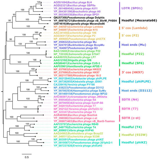 Microorganisms | Free Full-Text | Morganella Phage Mecenats66 Utilizes ...