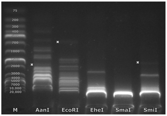Morganella Phage Mecenats66 Utilizes an Evolutionarily Distinct Subtype ...