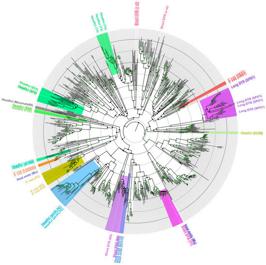 Morganella Phage Mecenats66 Utilizes an Evolutionarily Distinct Subtype ...