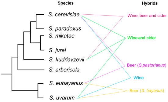 Genomic Adaptations of Saccharomyces Genus to Wine Niche