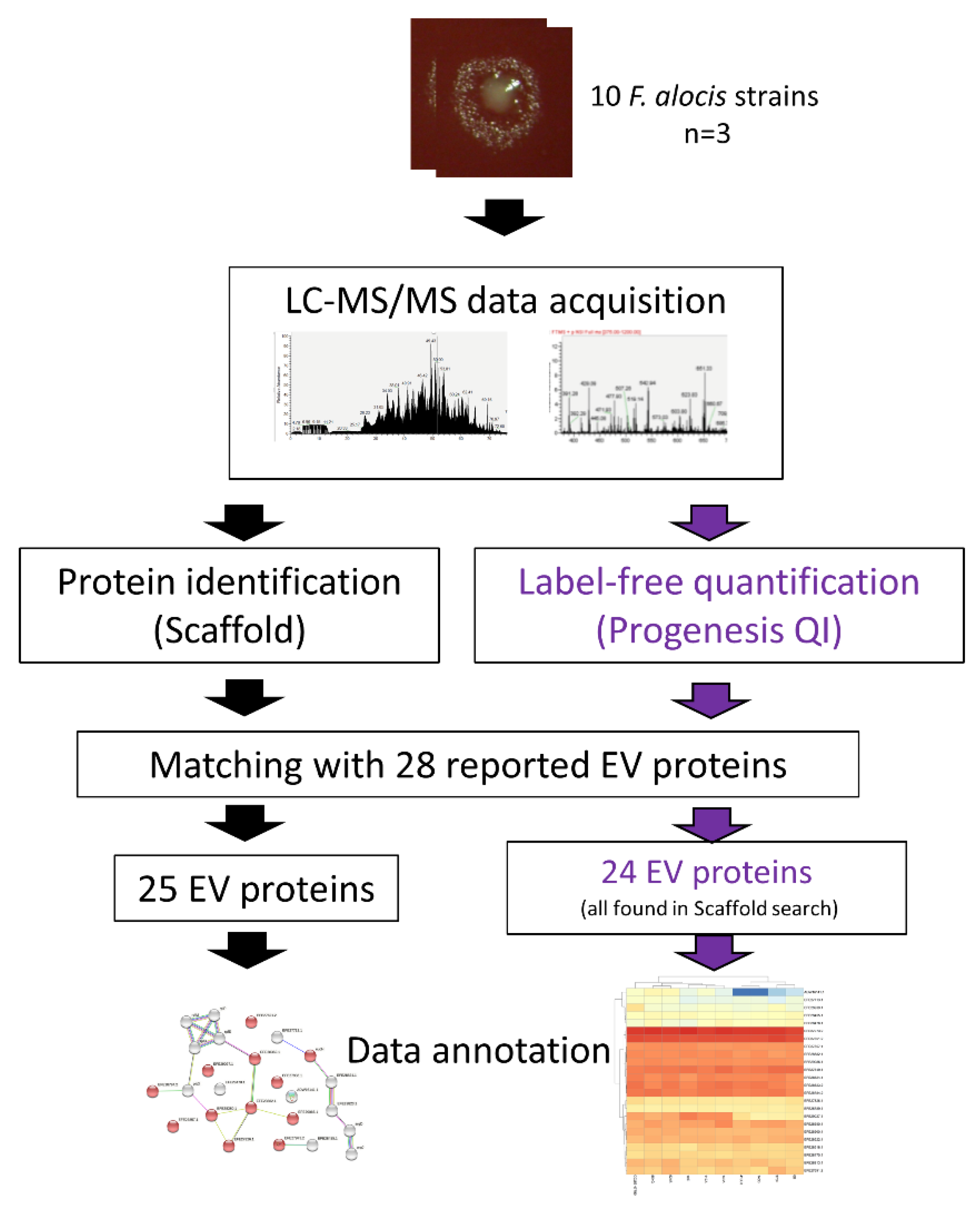 Extracellular Vesicle Subproteome Differences among Filifactor alocis ...