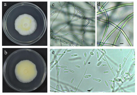 A New Strain of Lecanicillium uredinophilum Isolated from Tibetan ...
