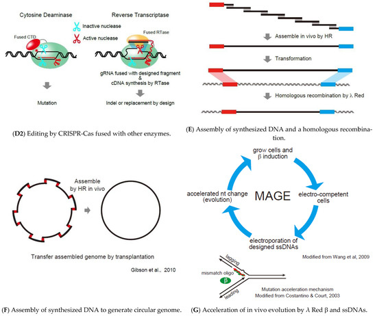 Past, Present, and Future of Genome Modification in Escherichia coli