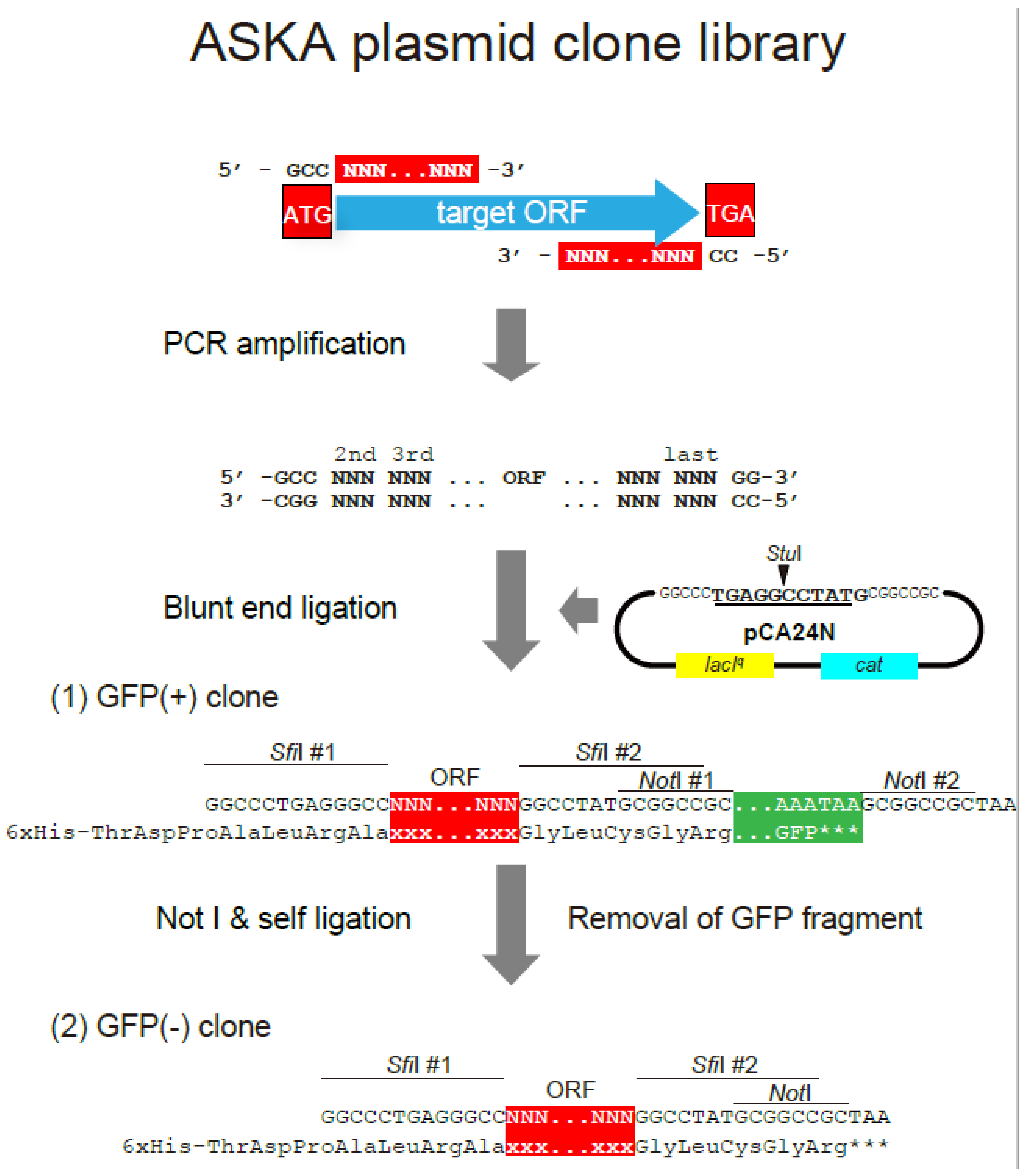 Past, Present, and Future of Genome Modification in Escherichia coli