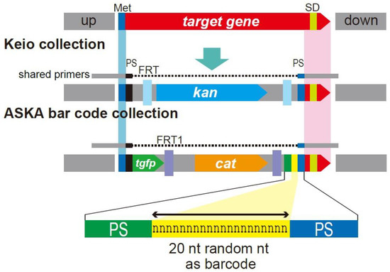 Past, Present, and Future of Genome Modification in Escherichia coli