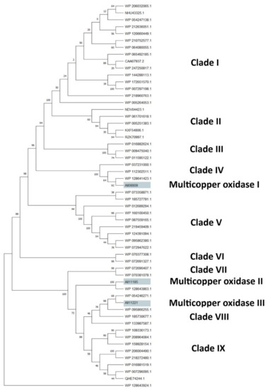 Genome-Based Exploration of Rhodococcus Species for Plastic-Degrading ...