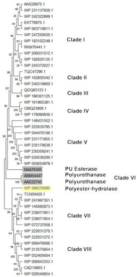 Genome-Based Exploration of Rhodococcus Species for Plastic-Degrading ...