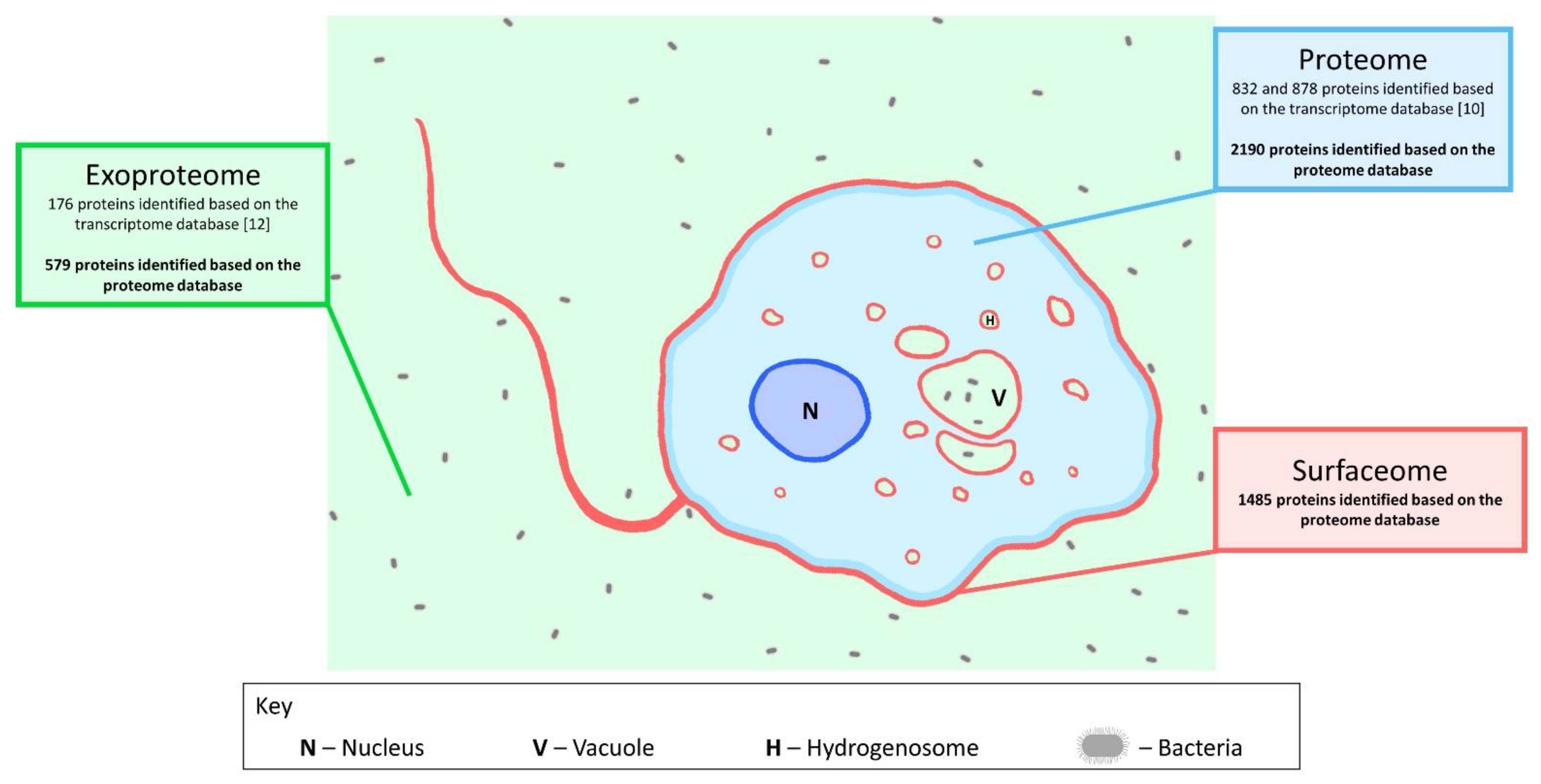 Comparative Surfaceome Analysis of Clonal Histomonas meleagridis ...