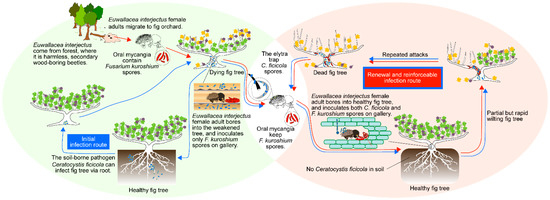 The Role of Mycangial Fungi Associated with Ambrosia Beetles ...