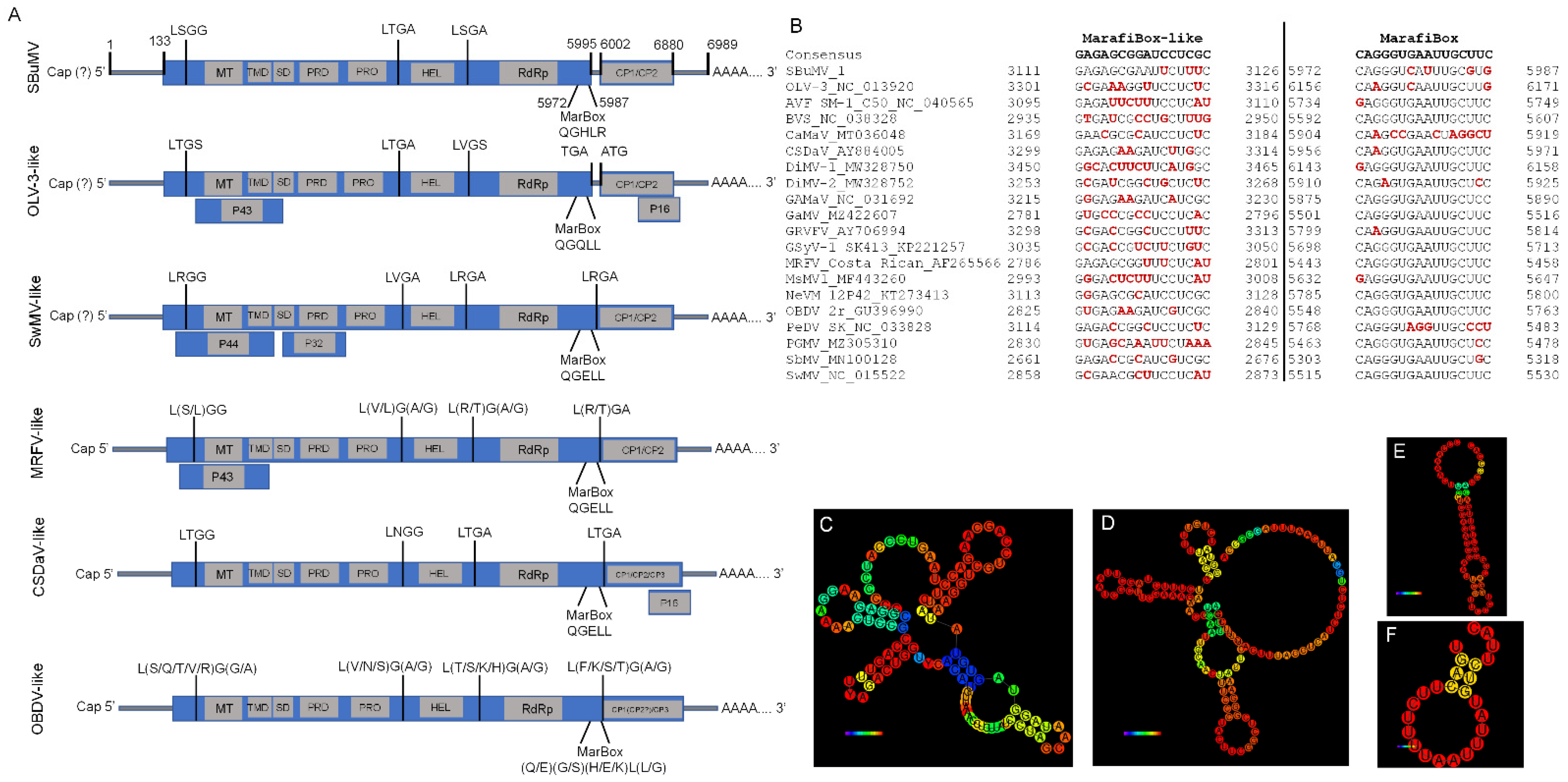 Identification and Full Genome Analysis of the First Putative Virus of ...