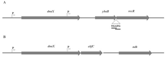 EbfC/YbaB: A Widely Distributed Nucleoid-Associated Protein in Prokaryotes