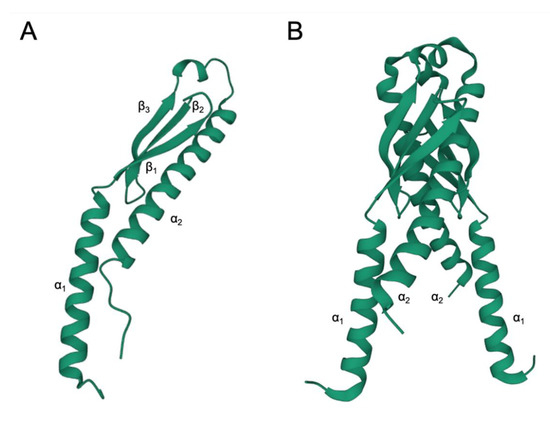 EbfC/YbaB: A Widely Distributed Nucleoid-Associated Protein in Prokaryotes