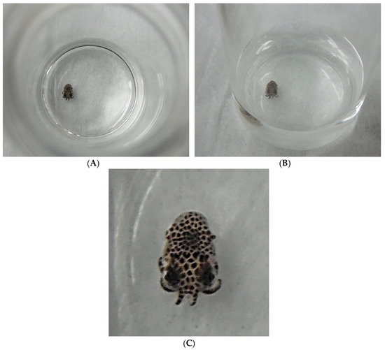 Emerging Research Topics in the Vibrionaceae and the Squid–Vibrio Symbiosis