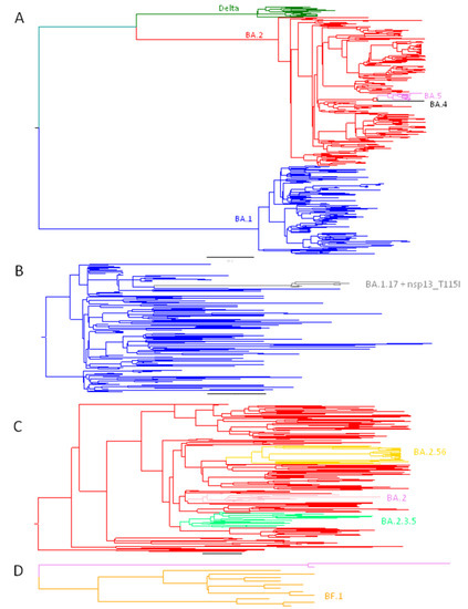 Emergence of New SARS-CoV2 Omicron Variants after the Change of ...