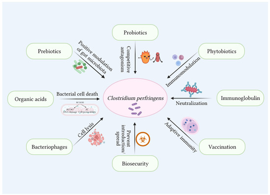 Necrotic Enteritis in Broiler Chickens: A Review on the Pathogen ...