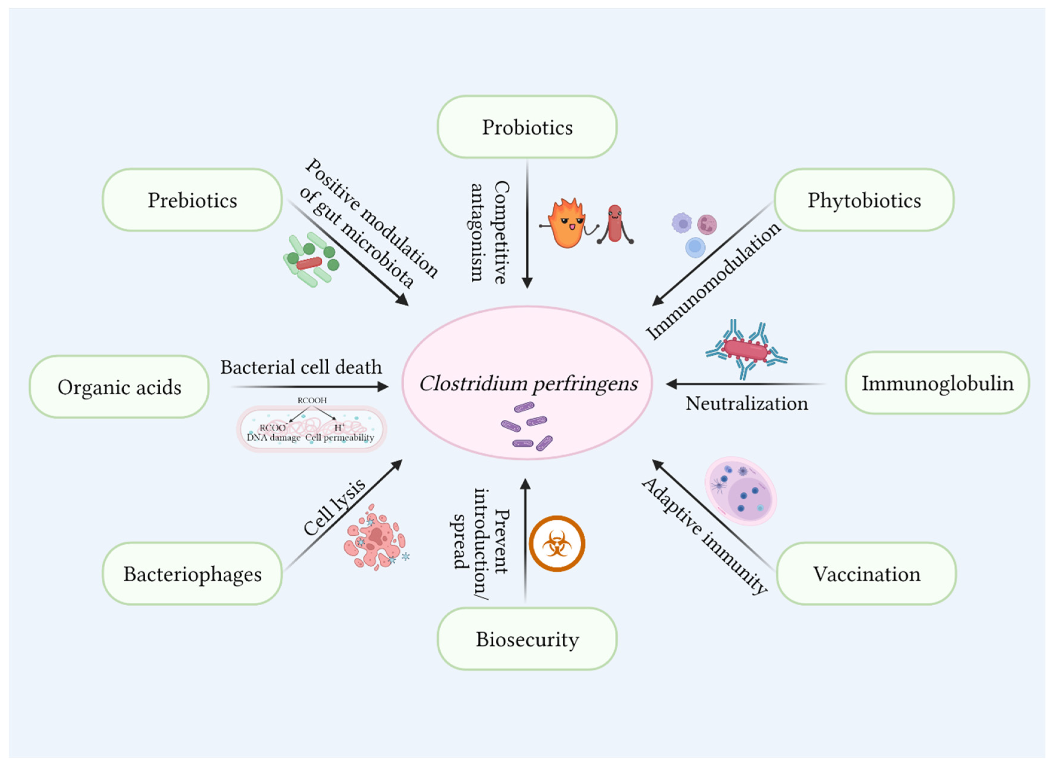 Necrotic Enteritis in Broiler Chickens: A Review on the Pathogen ...