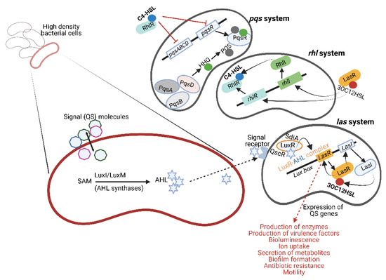 How does Quorum Sensing of Intestinal Bacteria Affect Our Health and ...