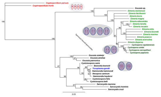 Hastening Progress in Cyclospora Requires Studying Eimeria Surrogates