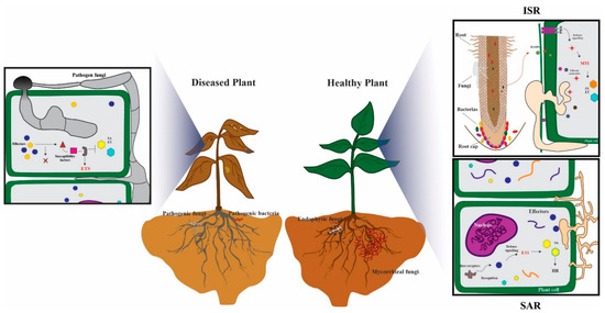 Microbial Effectors: Key Determinants in Plant Health and Disease