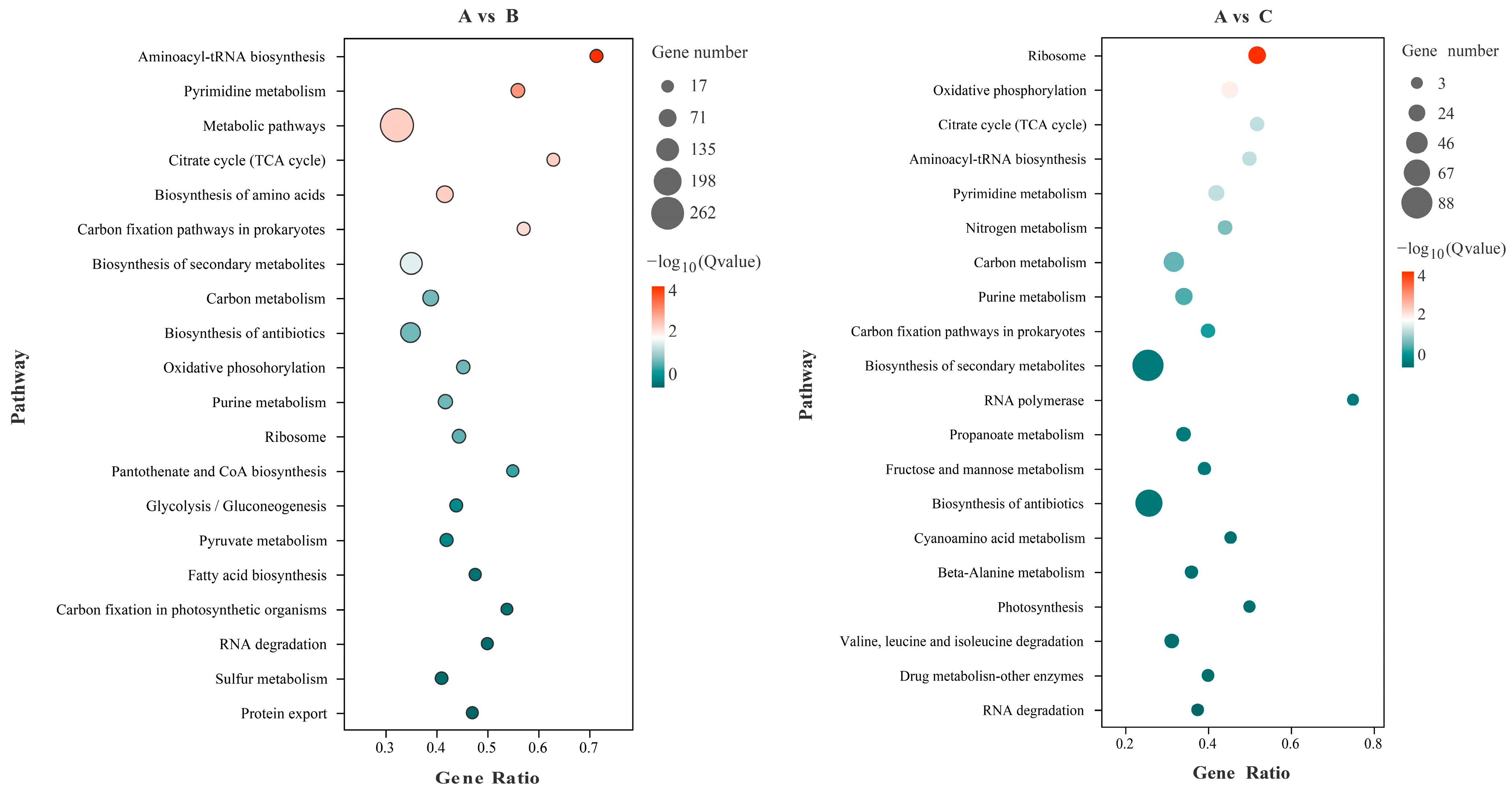 Transcriptome Profiling Analysis of Phosphate-Solubilizing Mechanism of Pseudomonas Strain W134