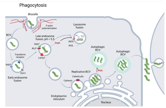 Brucella Phagocytosis Mediated by Pathogen-Host Interactions and Their ...