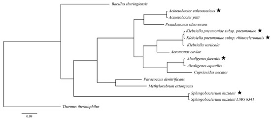 Polyhydroxyalkanoate (PHA) Biopolymer Synthesis by Marine Bacteria of ...