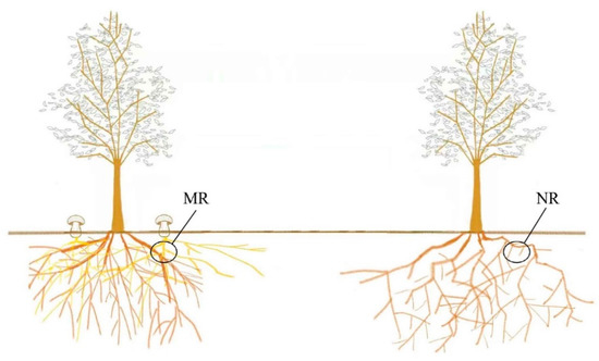 Responses of Bacterial Community Structure, Diversity, and Chemical ...