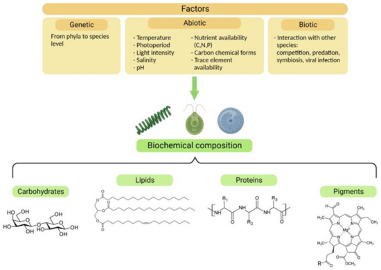 Fermentation of Microalgal Biomass for Innovative Food Production