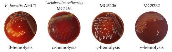 Evaluation of Safety and Probiotic Potential of Enterococcus faecalis ...