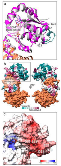 Microorganisms | Free Full-Text | Functional Characterization of ...