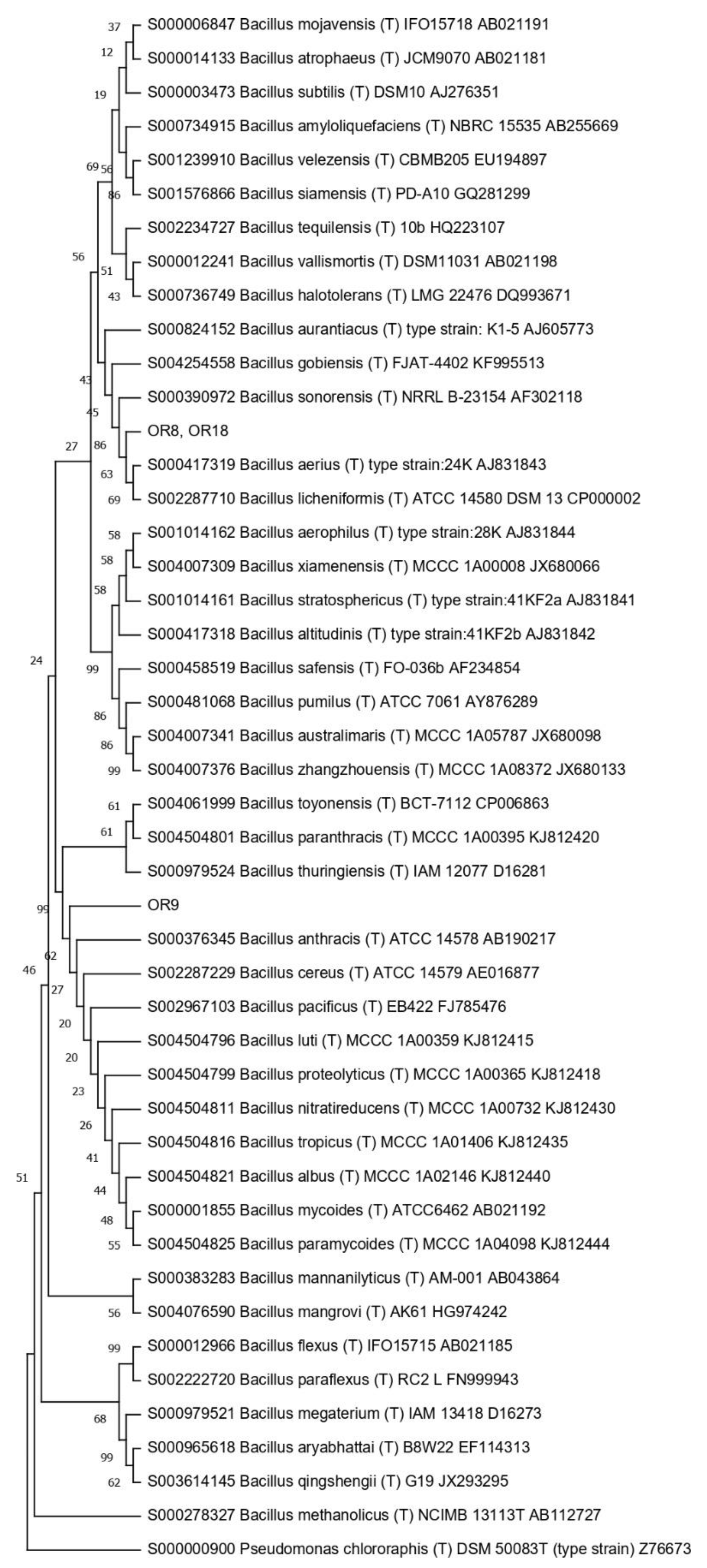 Endophytic Bacteria Associated with Origanum heracleoticum L ...