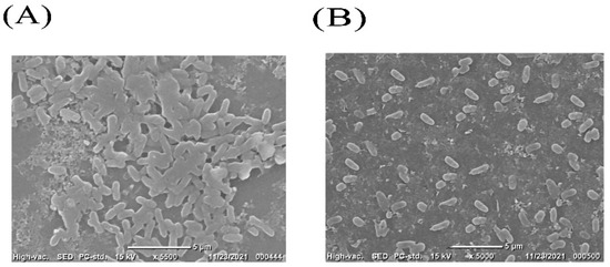 Cell-Free Supernatants (CFSs) from the Culture of Bacillus subtilis ...