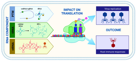 Learning from the Invaders: What Viruses Teach Us about RNA-Based ...