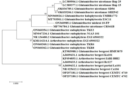 Enzyme Profiling and Identification of Endophytic and Rhizospheric ...