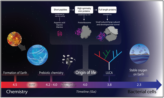 A Short Tale of the Origin of Proteins and Ribosome Evolution