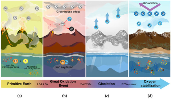 A Short Tale of the Origin of Proteins and Ribosome Evolution