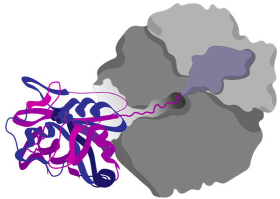 A Short Tale of the Origin of Proteins and Ribosome Evolution